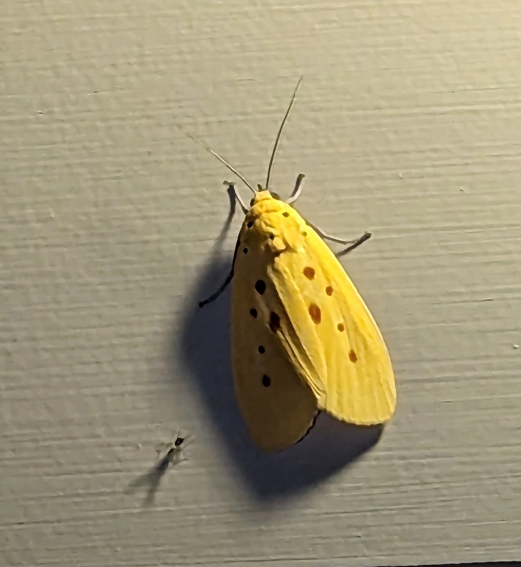 Agape chloropyga (Walker, 1854)