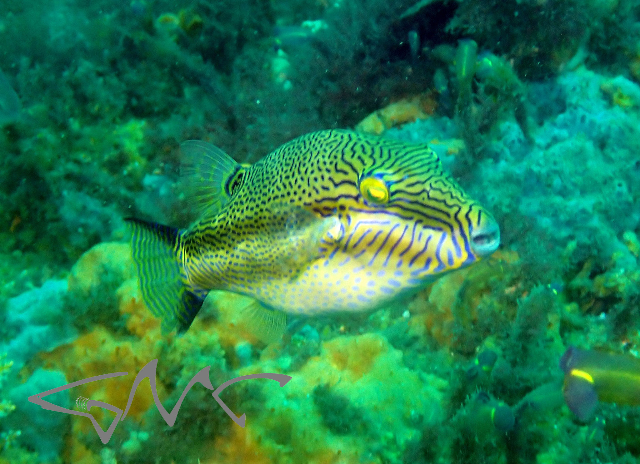 Canthigaster callisterna (Ogilby, 1889)