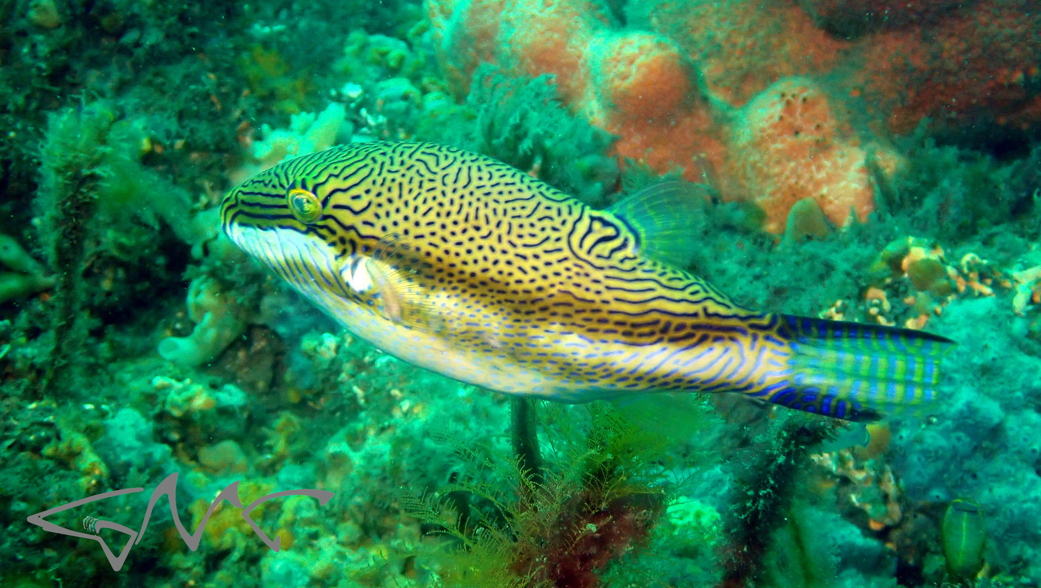 Canthigaster callisterna (Ogilby, 1889)