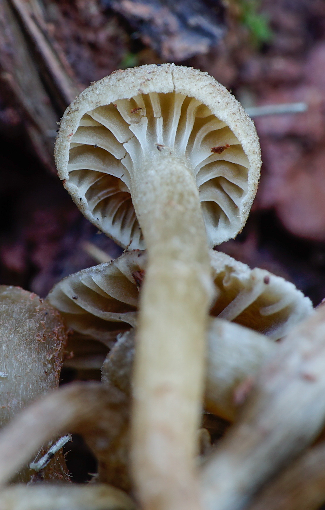 Hodophilus R.Heim