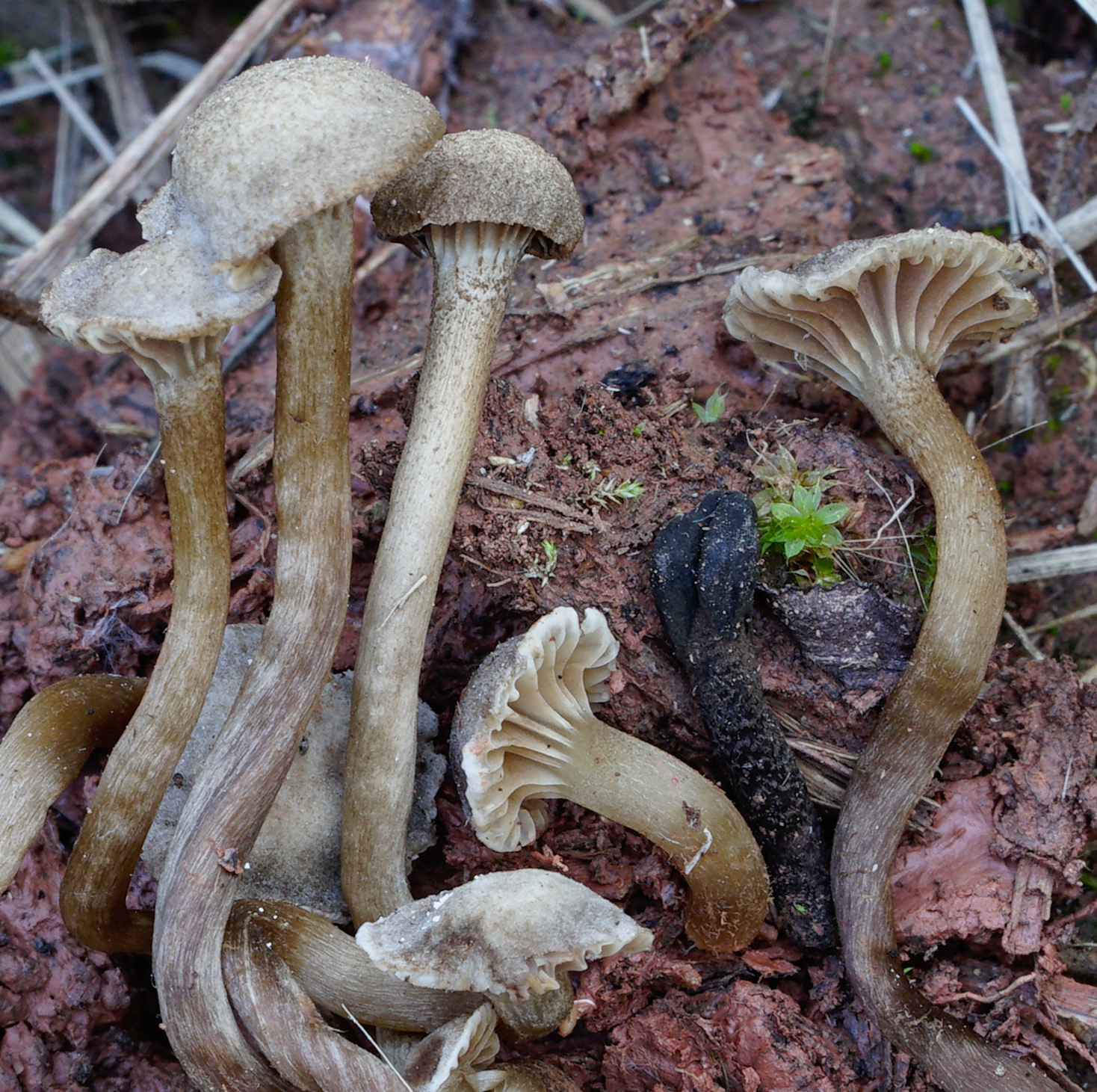 Hodophilus R.Heim