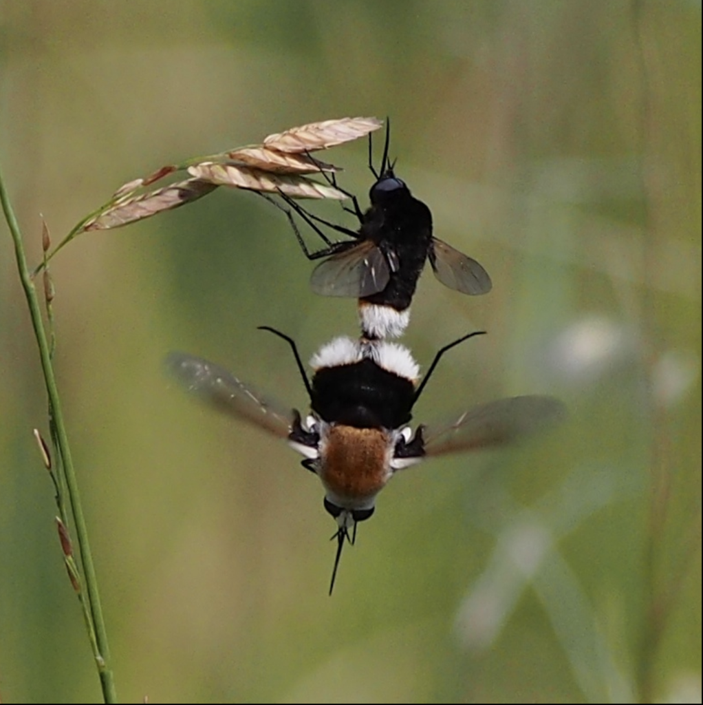 White-tailed Bee Fly from Mlawula Nature Reserve , Swaziland on March ...