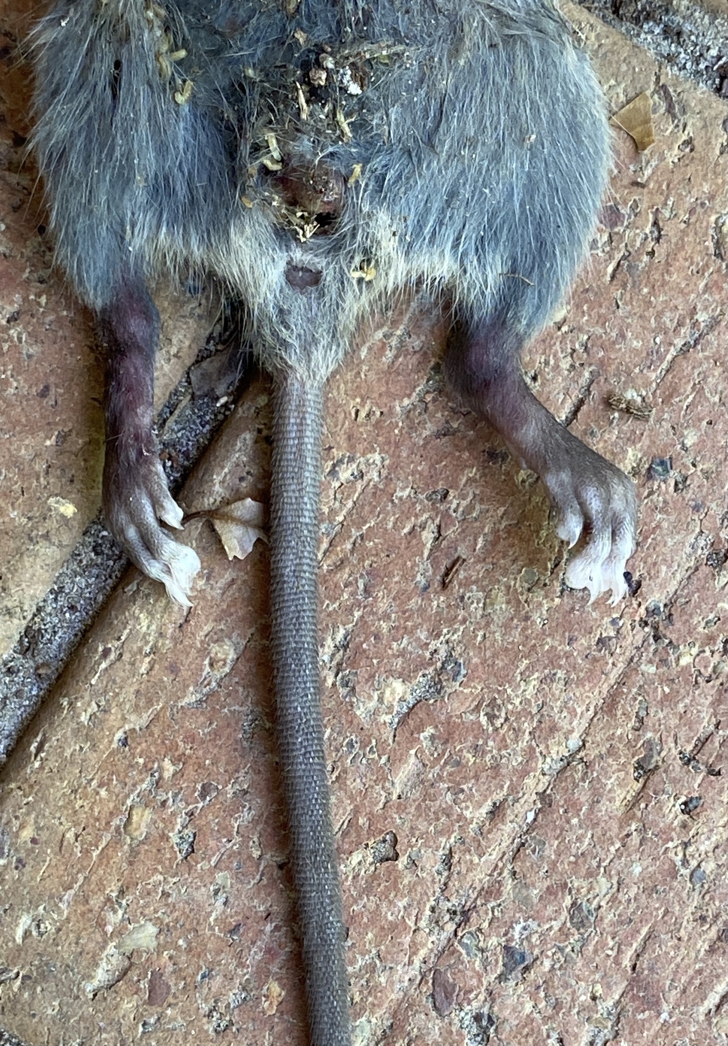 Rattus rattus (Linnaeus, 1758)