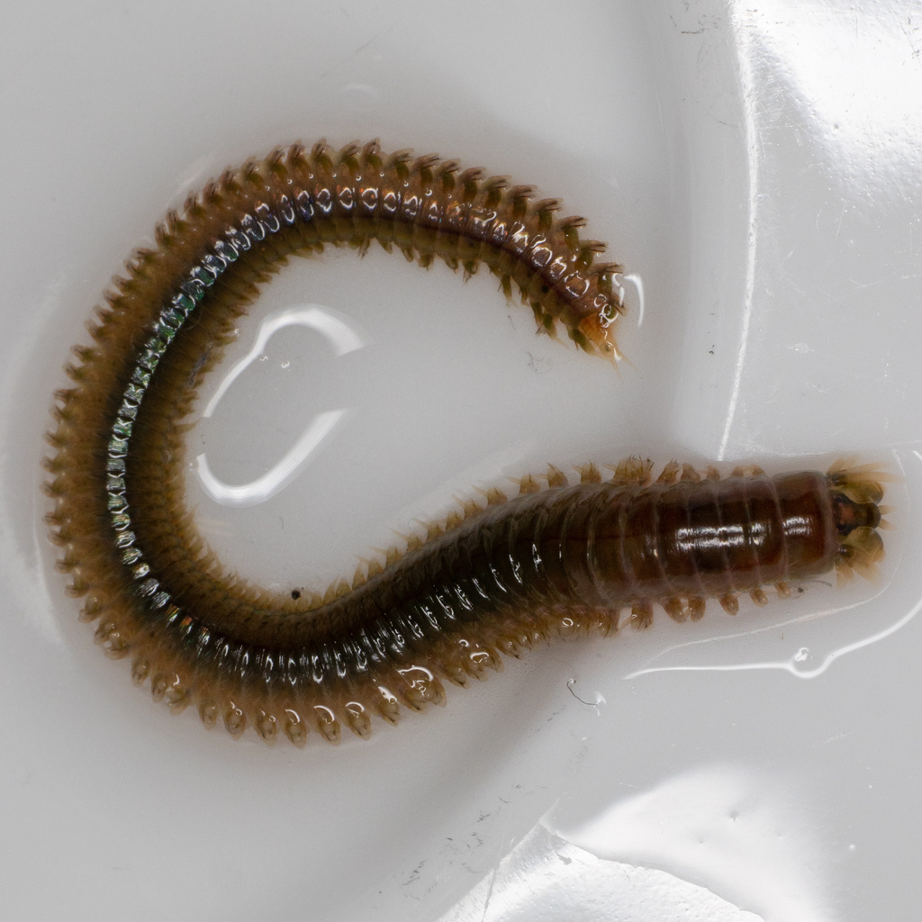 Polychaete Worms from North Pacific Ocean, OR, US on January 19, 2023 ...