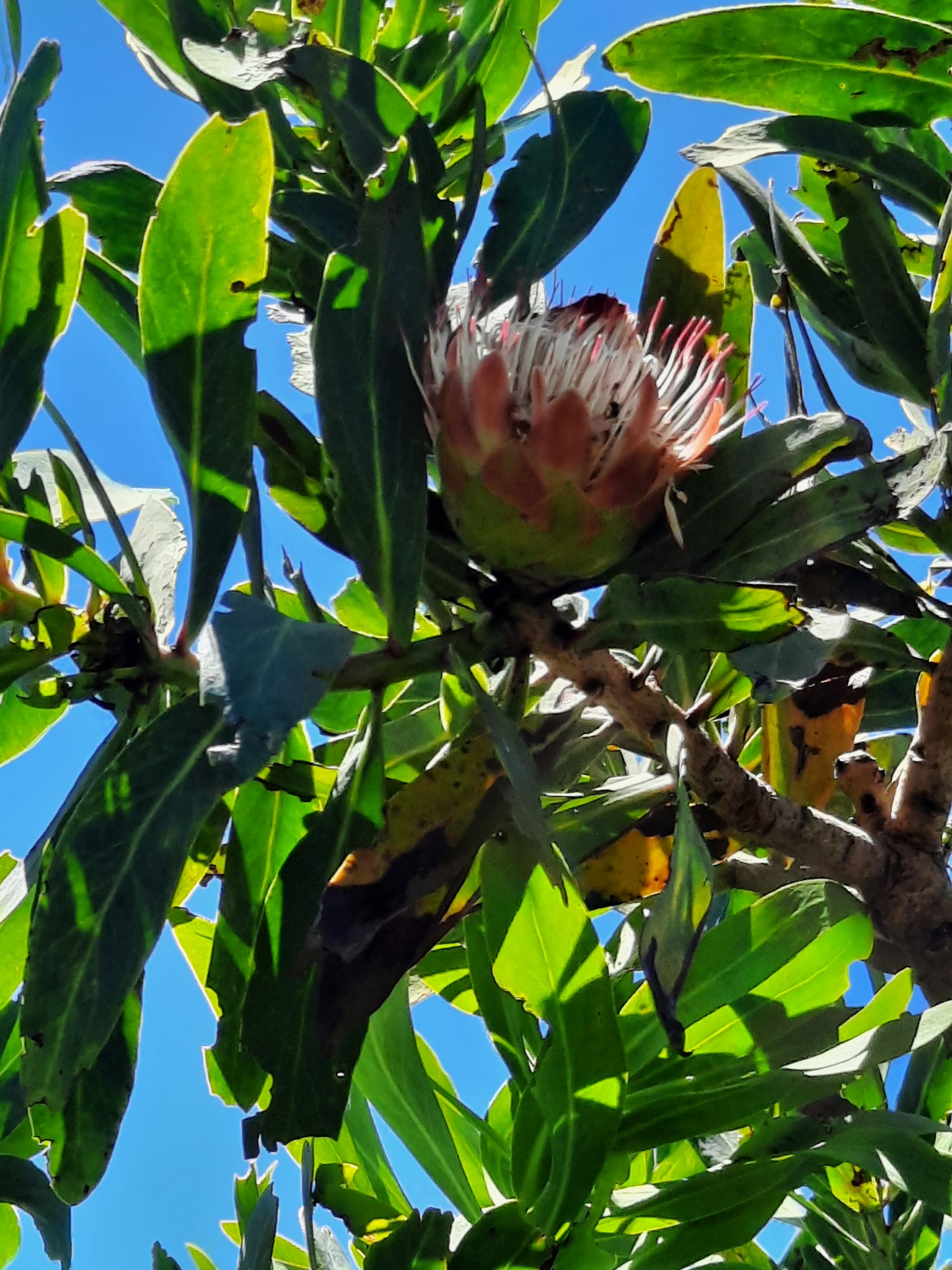Protea caffra subsp. caffra