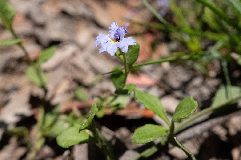 Blue Dampiera from Kinglake VIC 3763, Australia on December 30, 2022 at ...