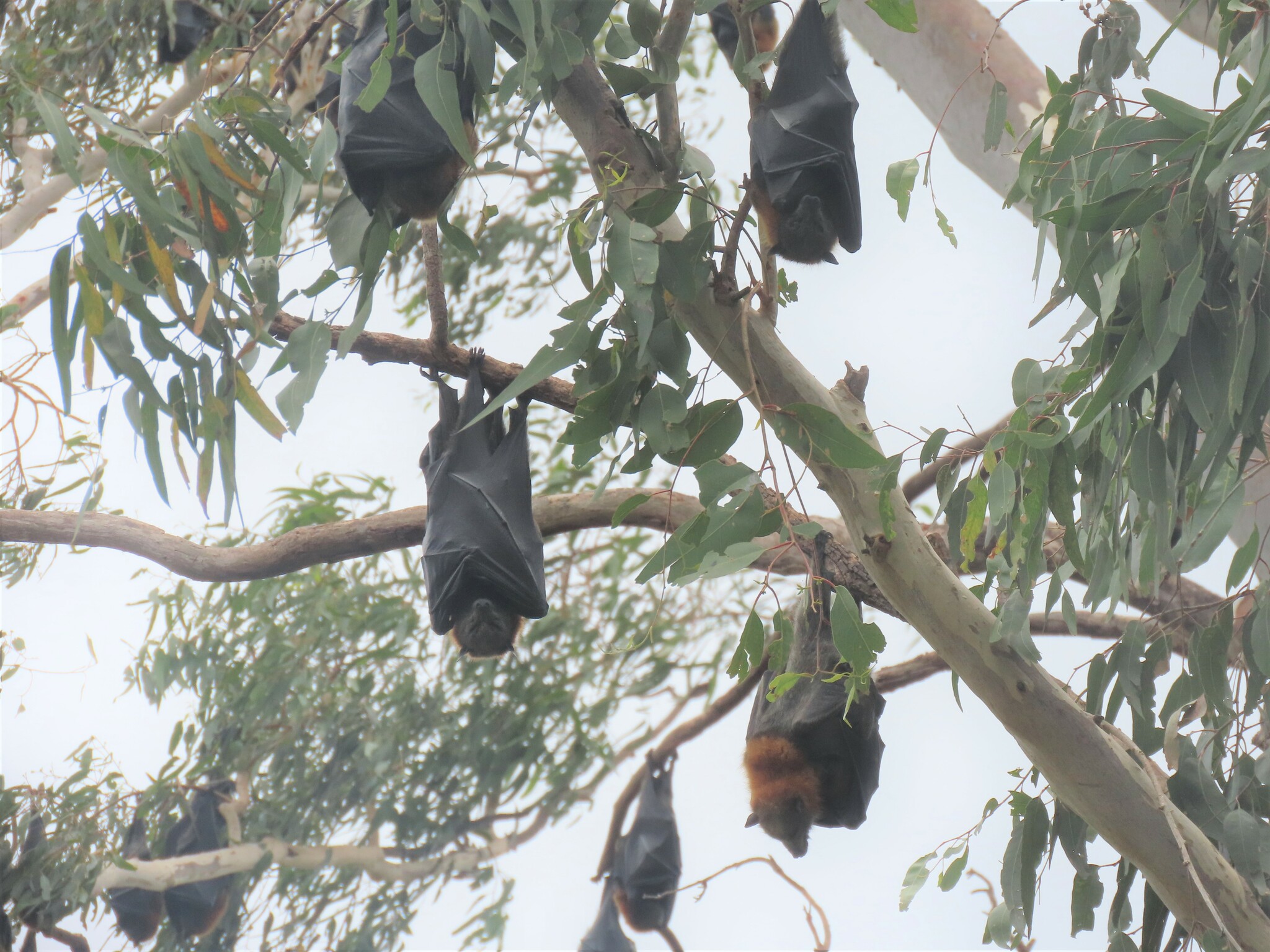 Pteropus Brisson, 1762