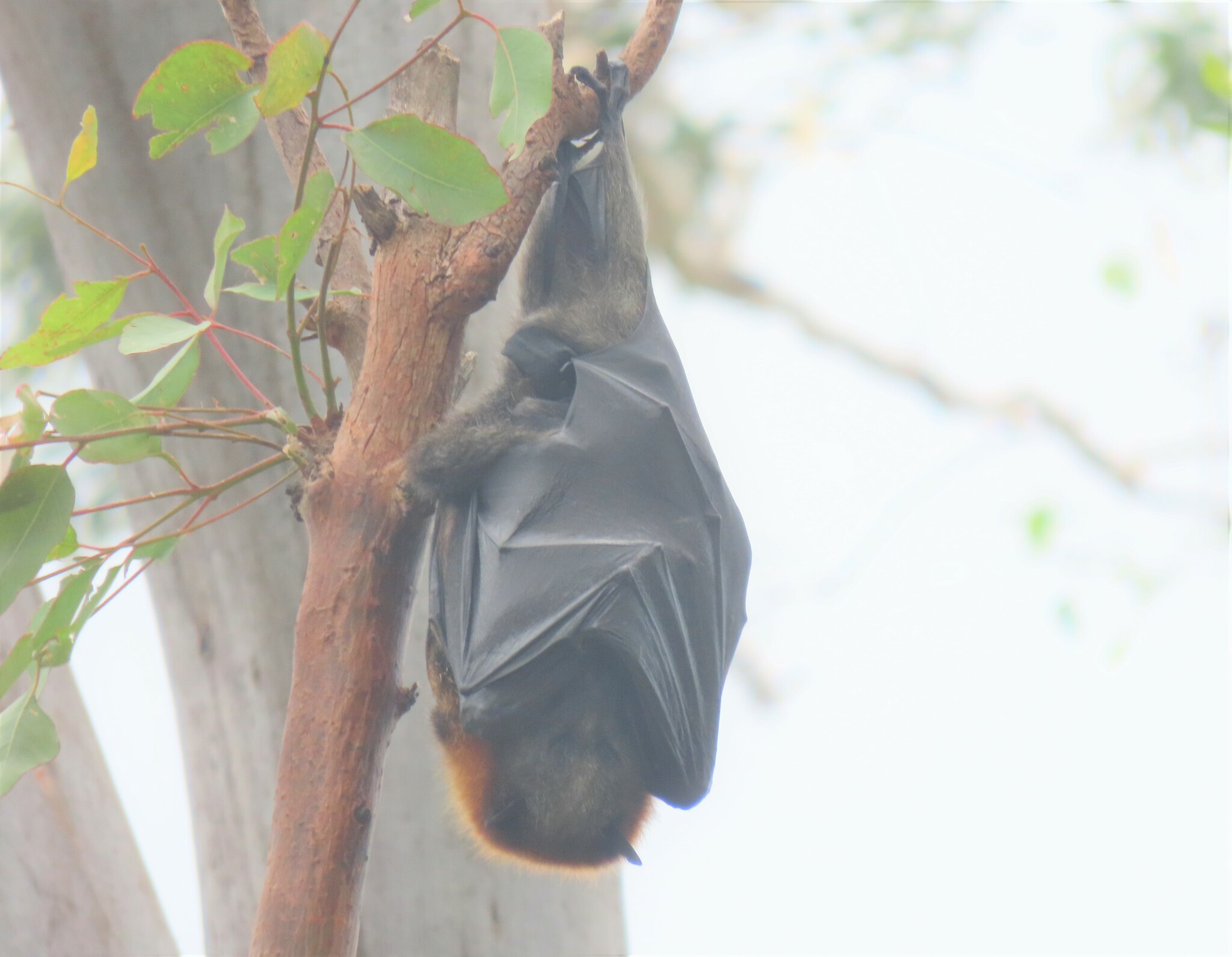 Pteropus Brisson, 1762