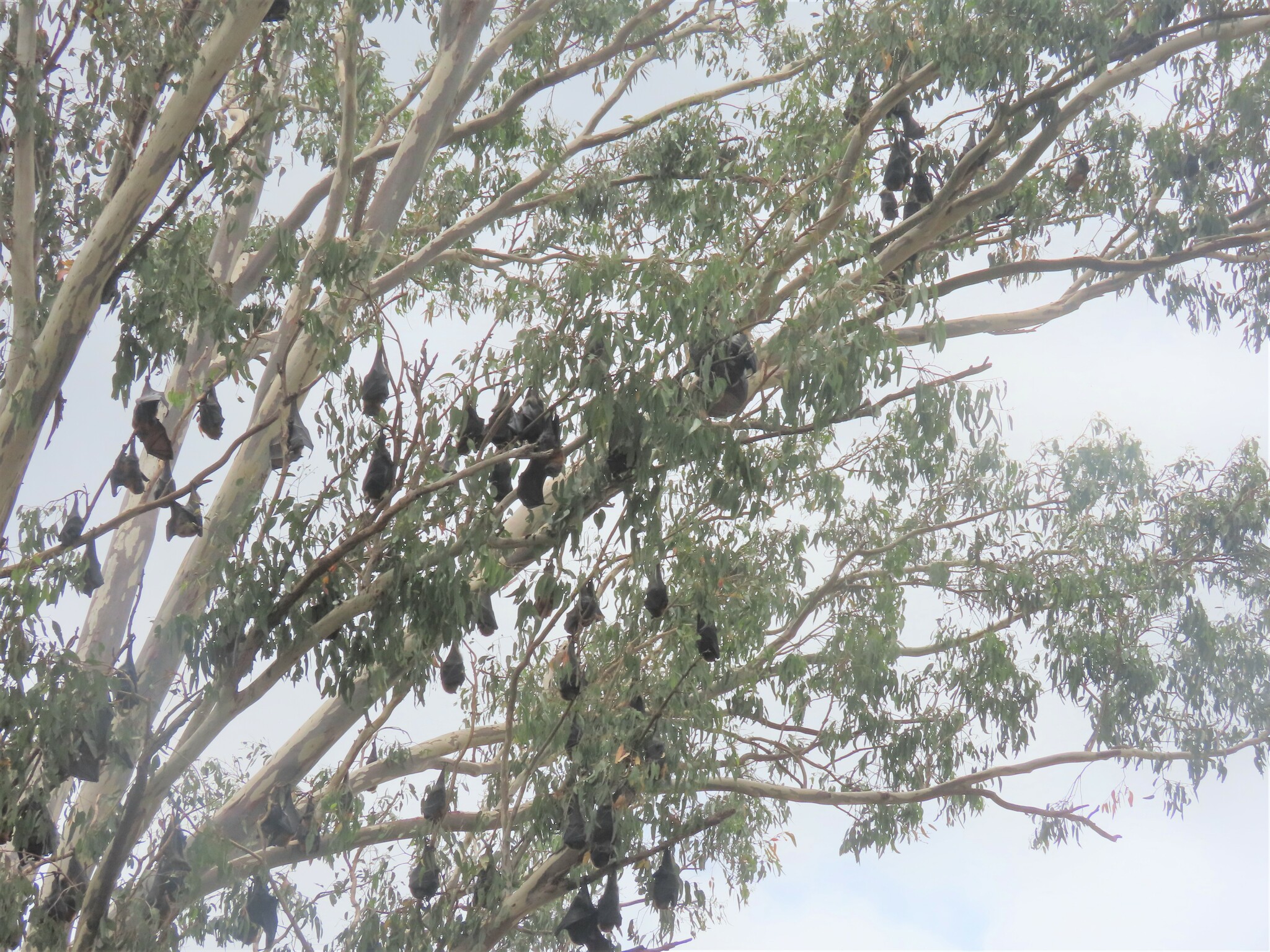 Pteropus Brisson, 1762