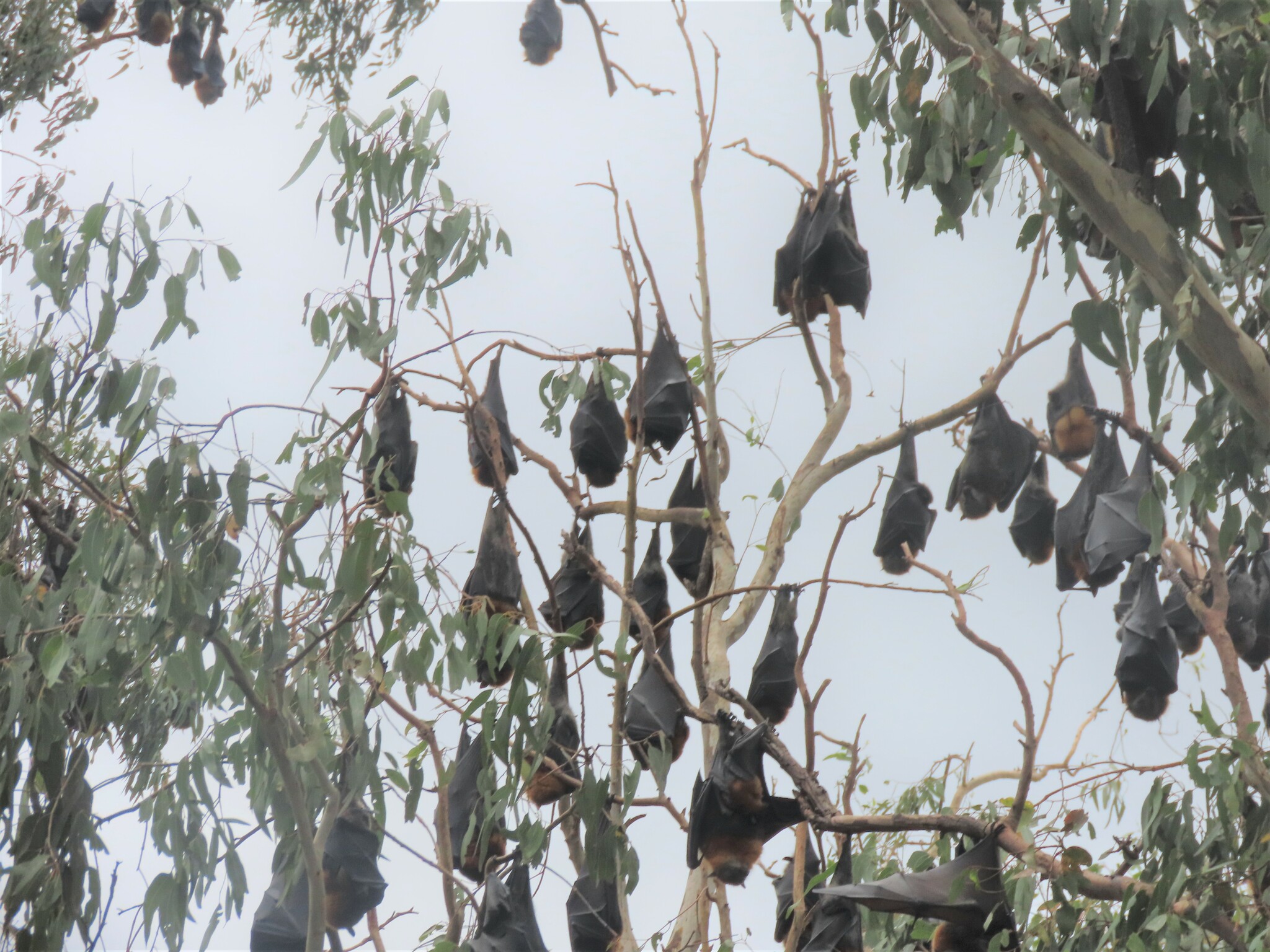 Pteropus Brisson, 1762