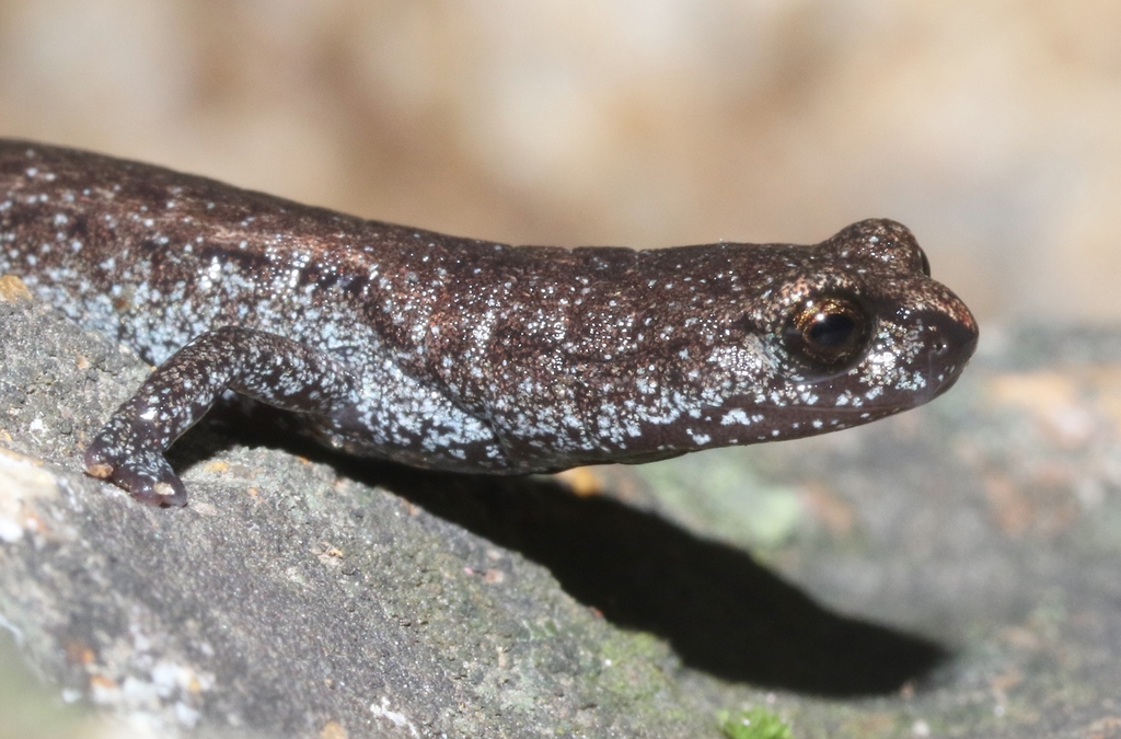 Tehachapi Slender Salamander in January 2023 by James Bailey · iNaturalist