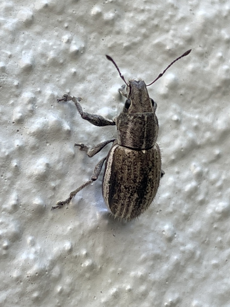 White-fringed weevil from Frankston South, VIC, AU on January 20, 2023 ...