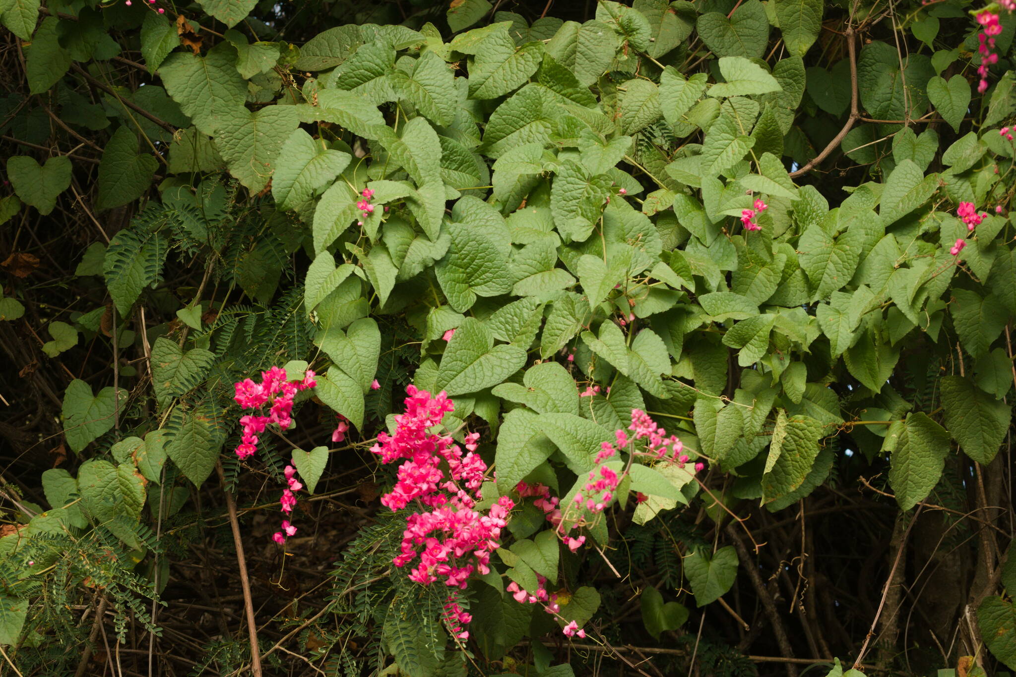 Antigonon leptopus Hook. & Arn.