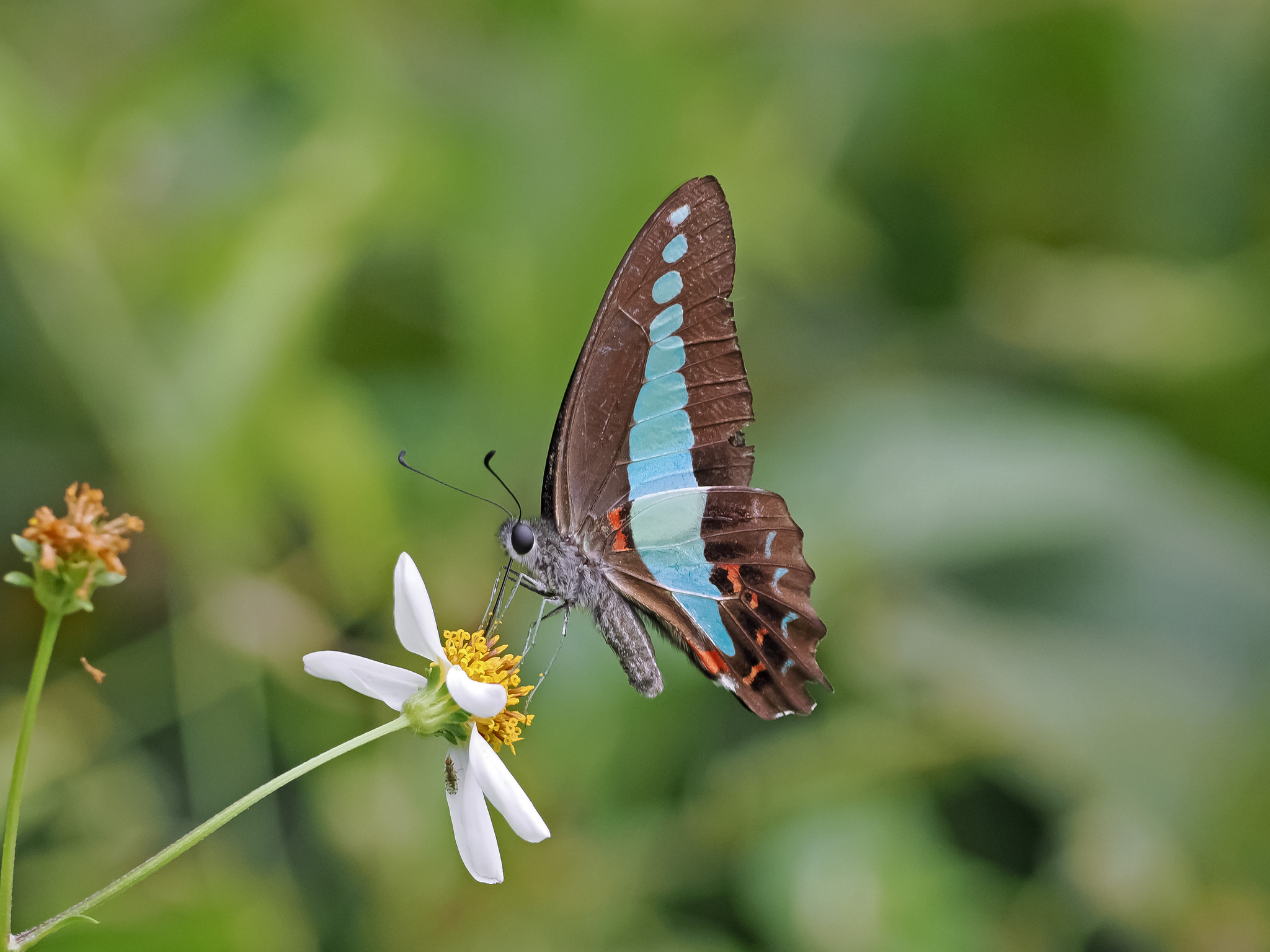 Graphium sarpedon (Linnaeus, 1758)