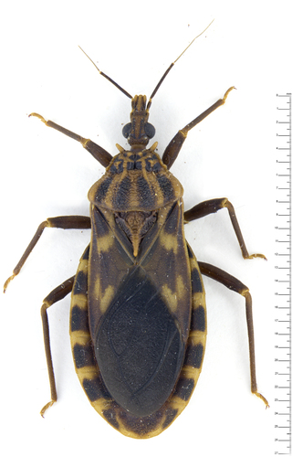 Triatoma migrans · iNaturalist Mexico