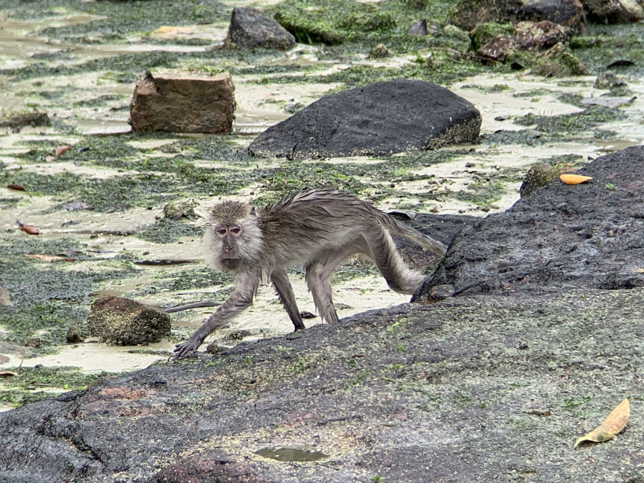 Macaca fascicularis (Raffles, 1821)