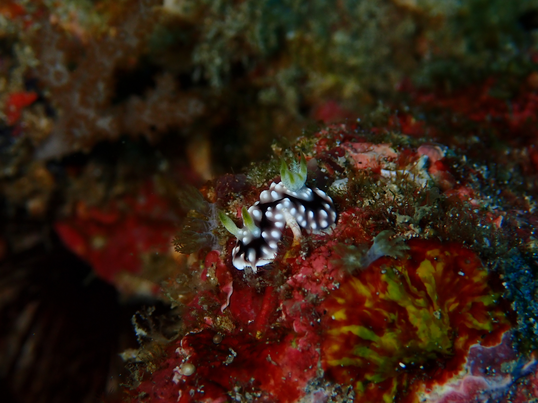 Goniobranchus geometricus (Risbec, 1928)