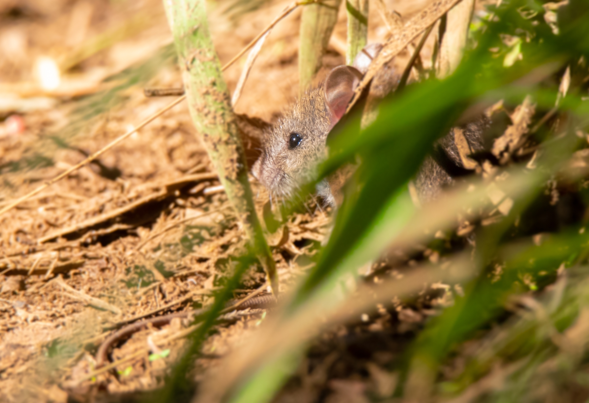 Mus musculus Linnaeus, 1758