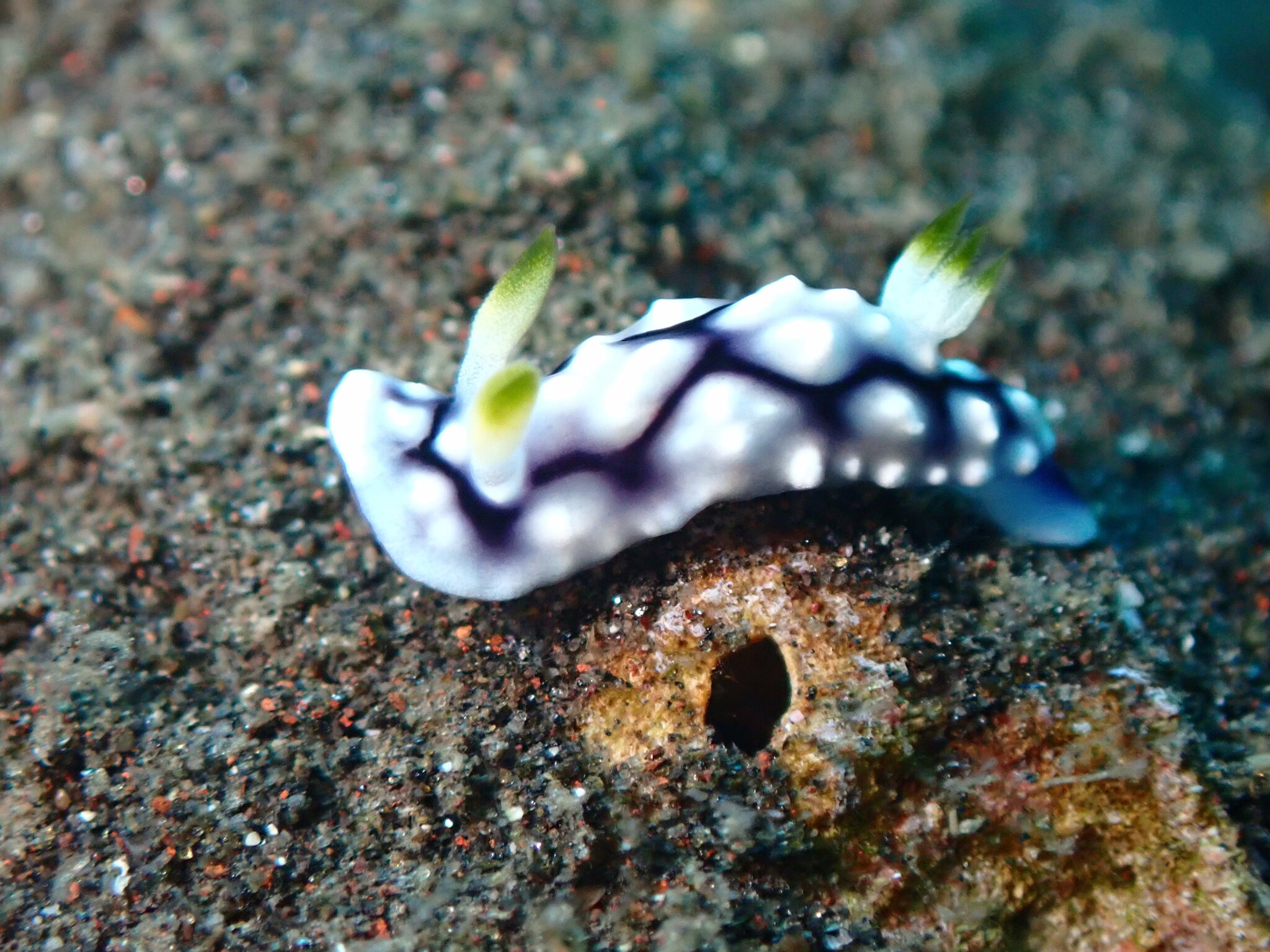 Goniobranchus geometricus (Risbec, 1928)