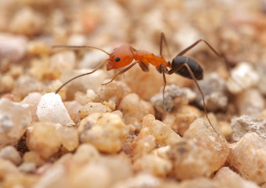 Bicolored Pyramid Ant from Zona Comercial, 23000 La Paz, B.C.S., Mexiko ...