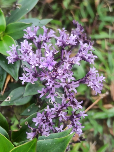 Hedyotis purpurascens · iNaturalist