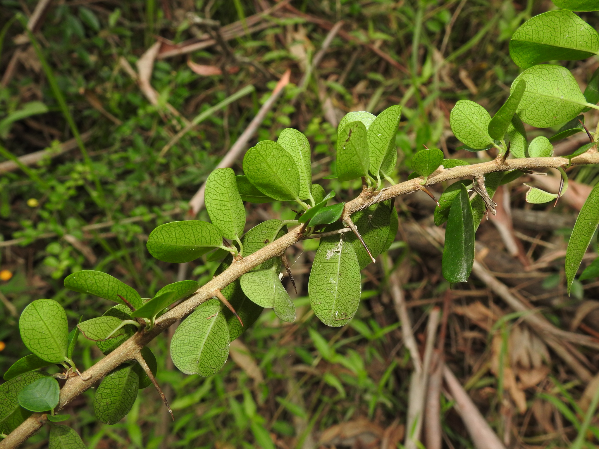 Maclura cochinchinensis (Lour.) Corner
