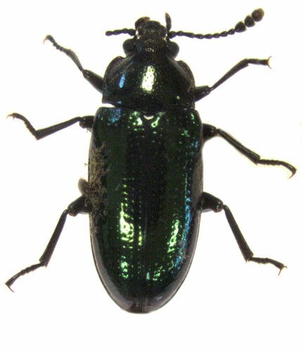 Genus Arthopus · iNaturalist United Kingdom