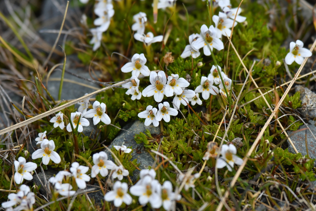 Euphrasia dyeri from Southland District, Southland, New Zealand on ...