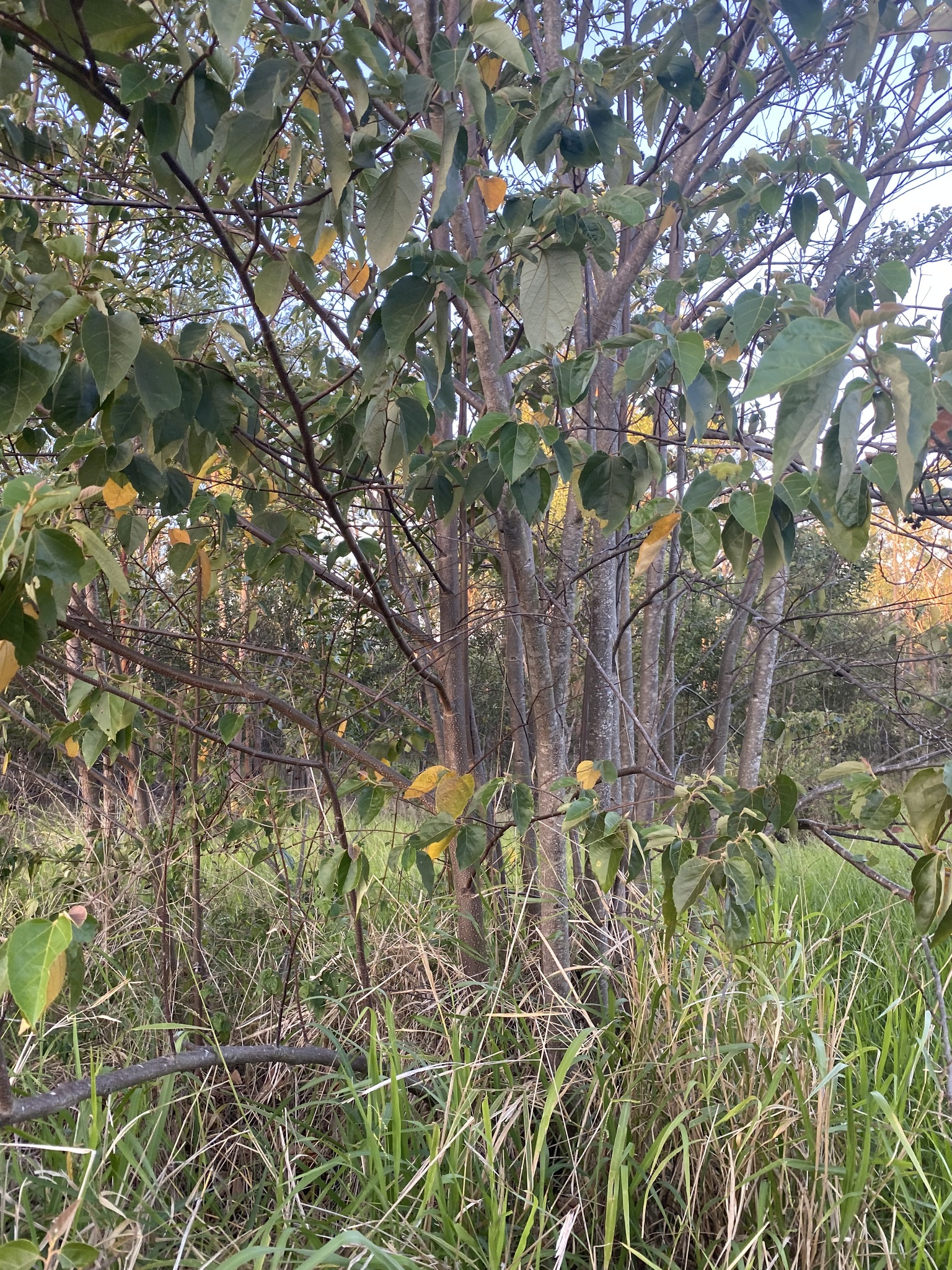 Commersonia bartramia (L.) Merr.