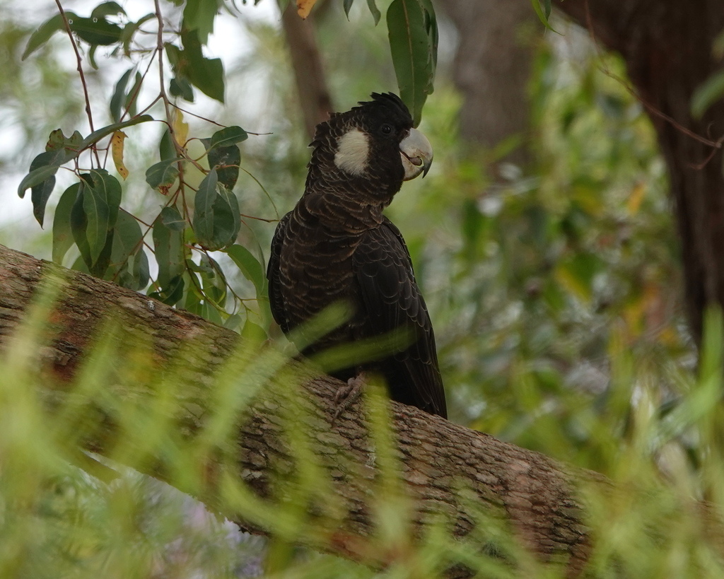 Baudin's Black Cockatoo in January 2023 by Kerry + Darren. 9 birds came ...