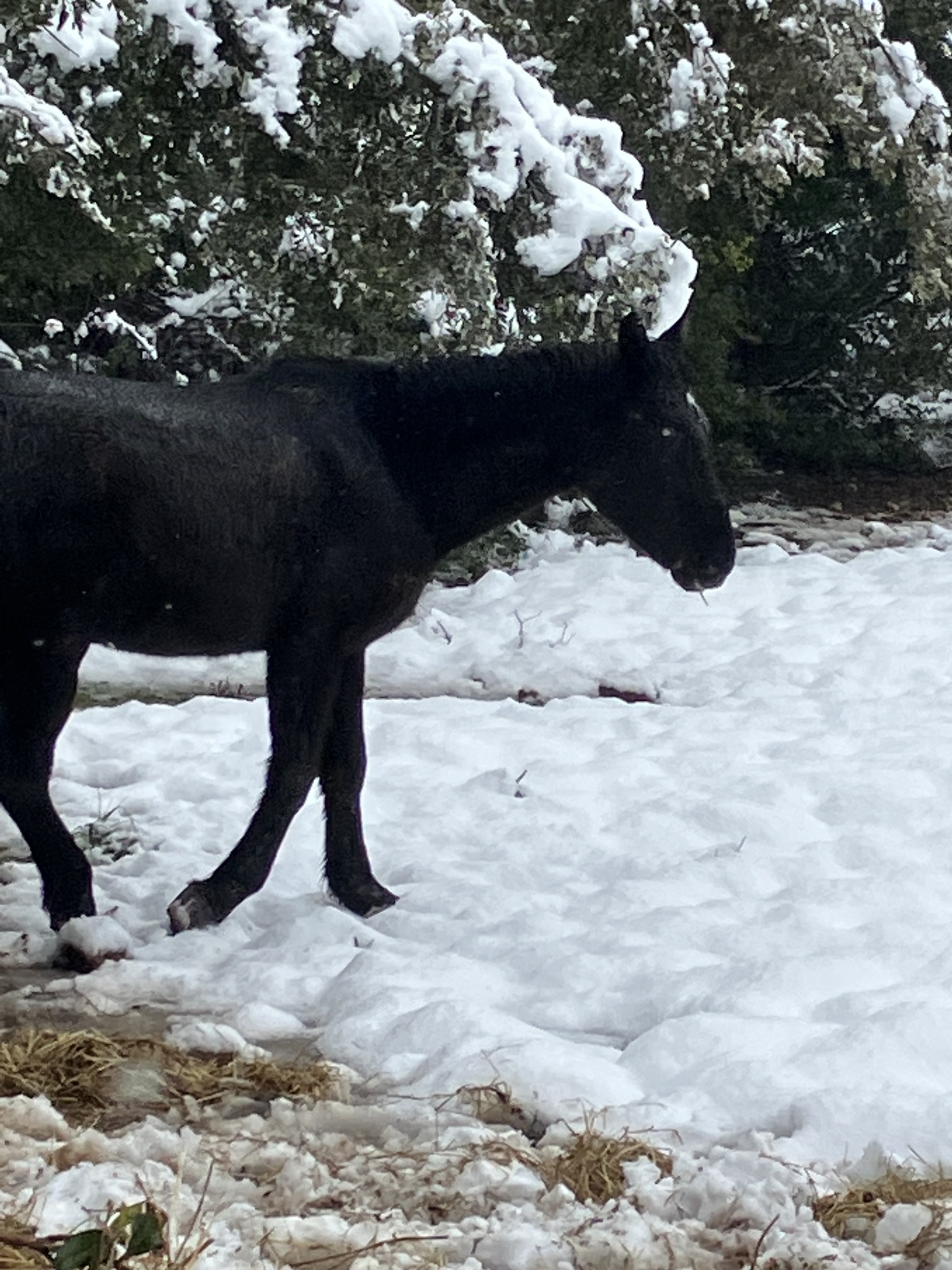 Equus caballus Linnaeus, 1758