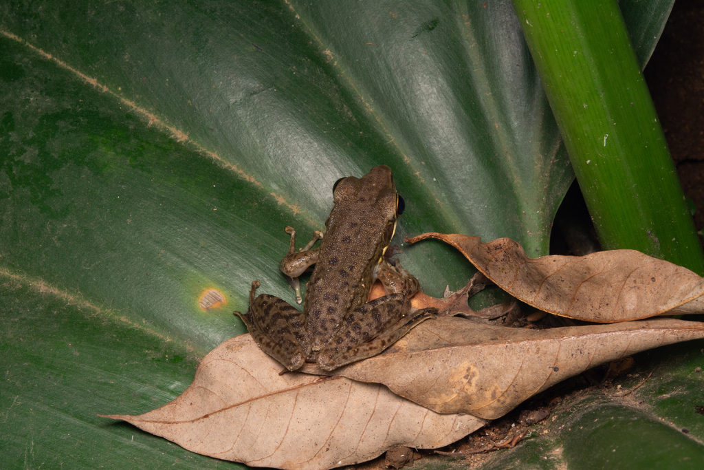 Java White-lipped Frog from Cijeruk, Bogor Regency, West Java ...