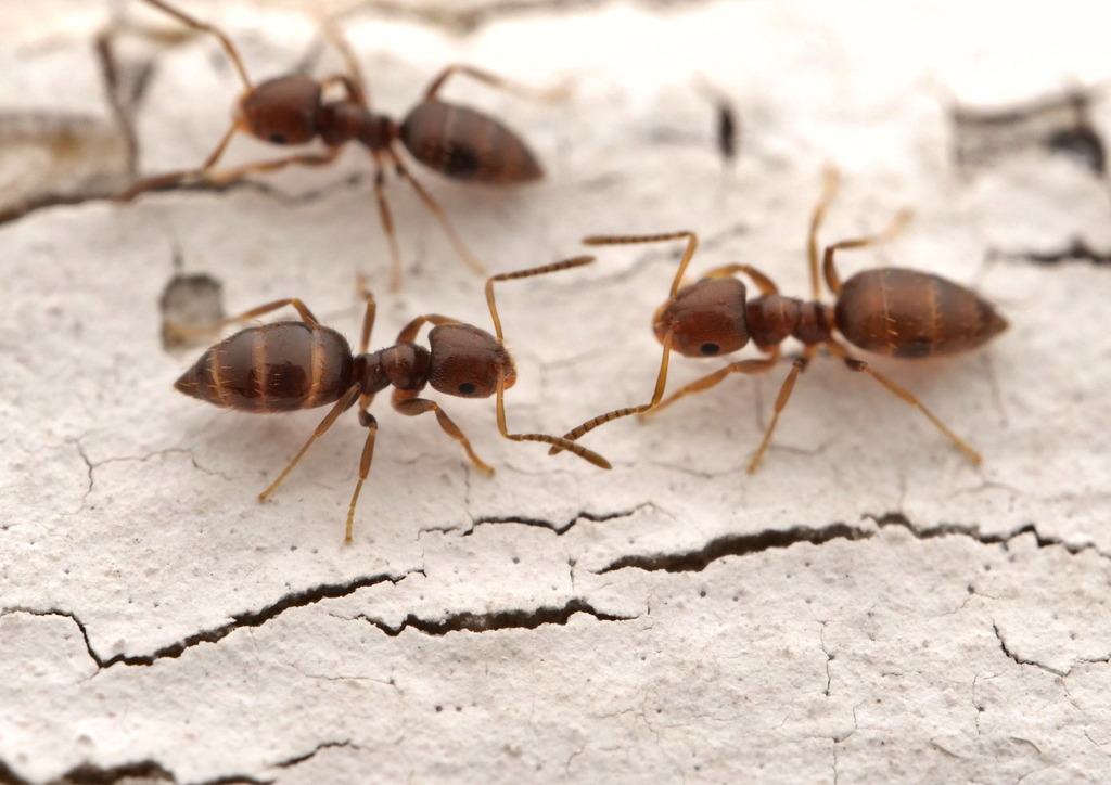Brachymyrmex obscurior (Fourmis de Polynésie Française) · iNaturalist