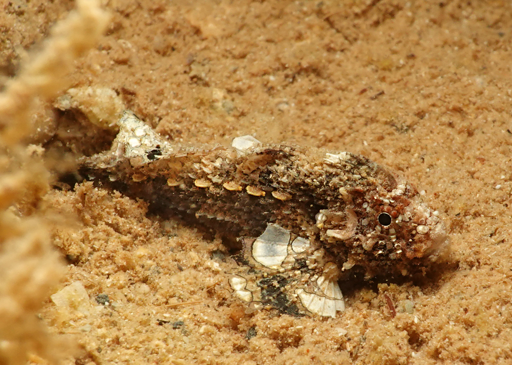 Threefin Velvetfish from Exmouth Gulf, WA, Australia on May 10, 2019 at ...