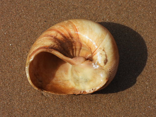 Bladder Moon Snail | Native Nature