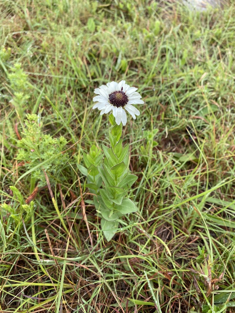 Oxeye Daisy from Mgungundlovu A, Bizana, EC, ZA on January 5, 2023 at ...