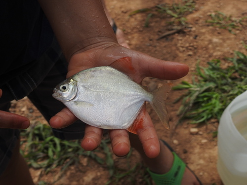 Myleus micans · NaturaLista Colombia