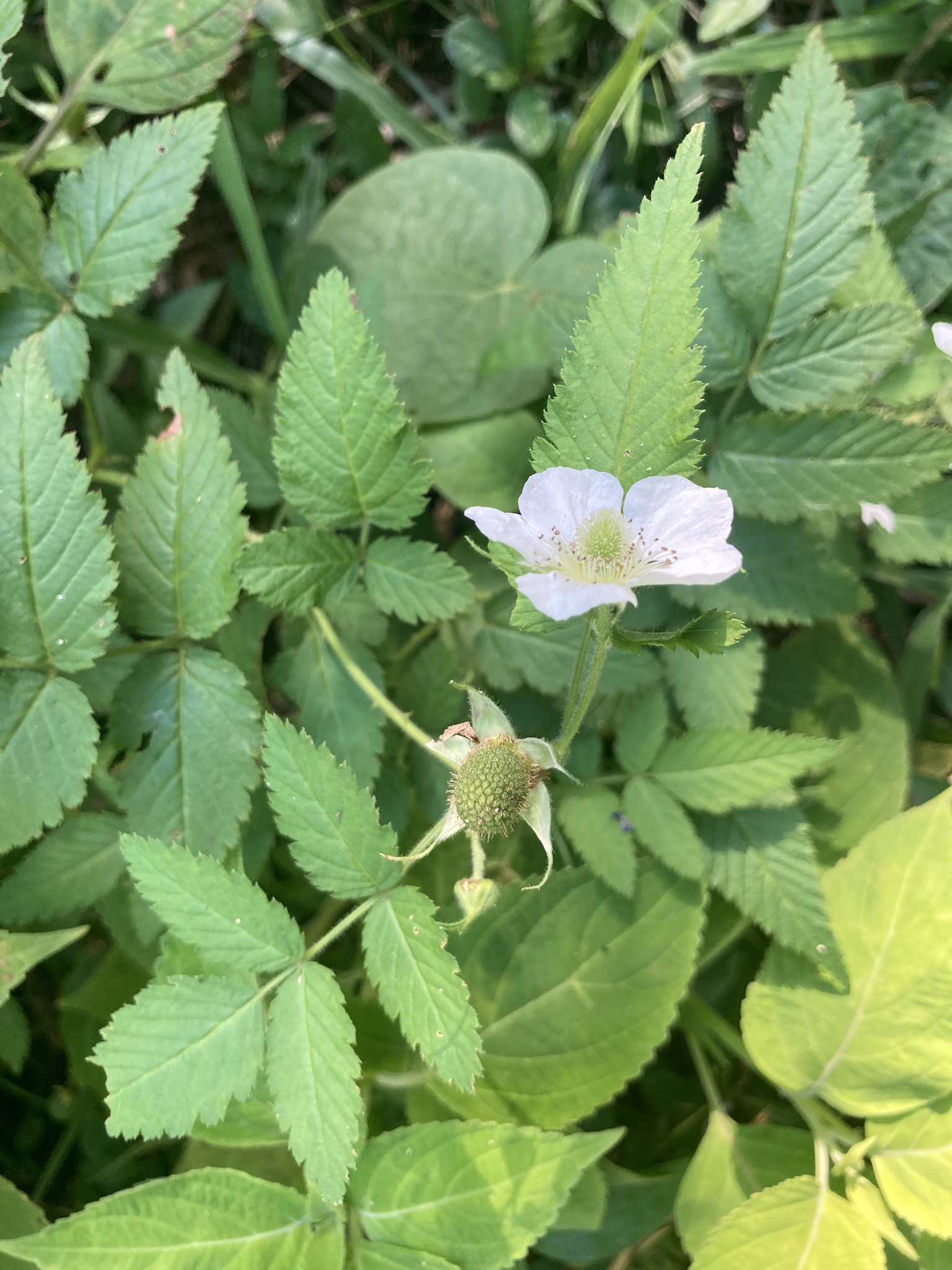 Rubus rosifolius Sm.