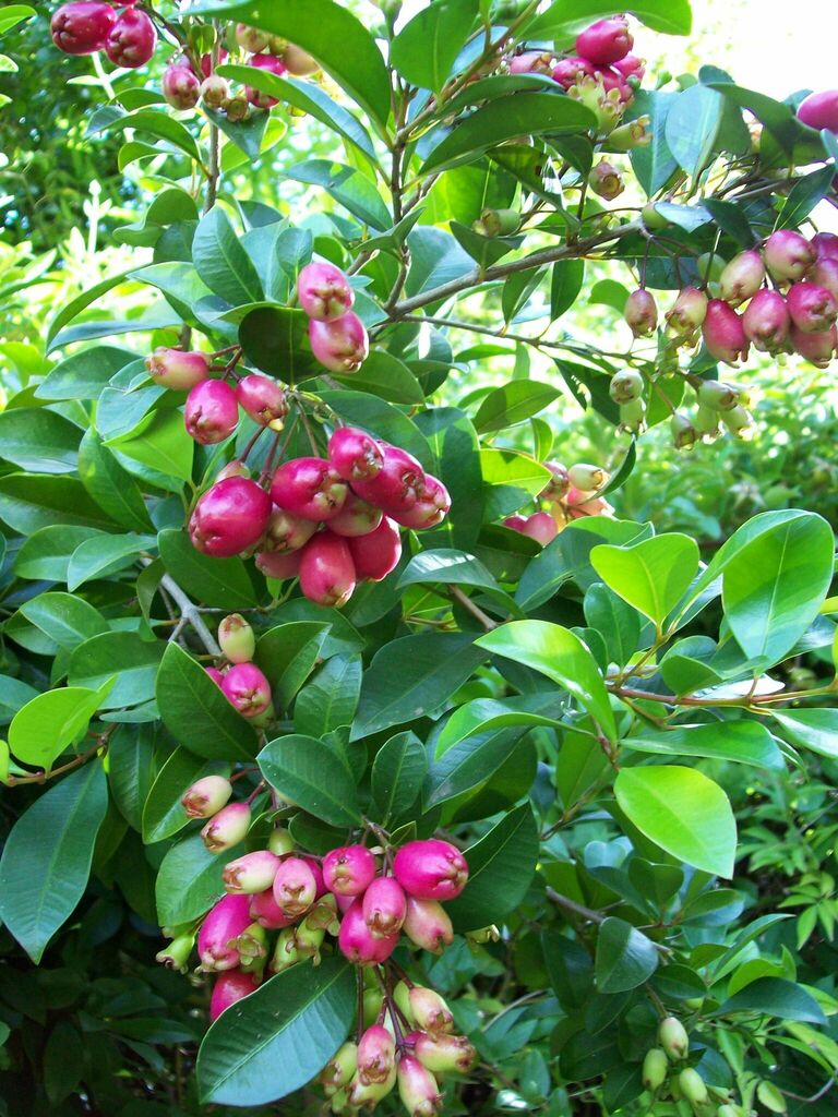 scrub cherry from Greyton, 7233, South Africa on February 2, 2008 at 05 ...