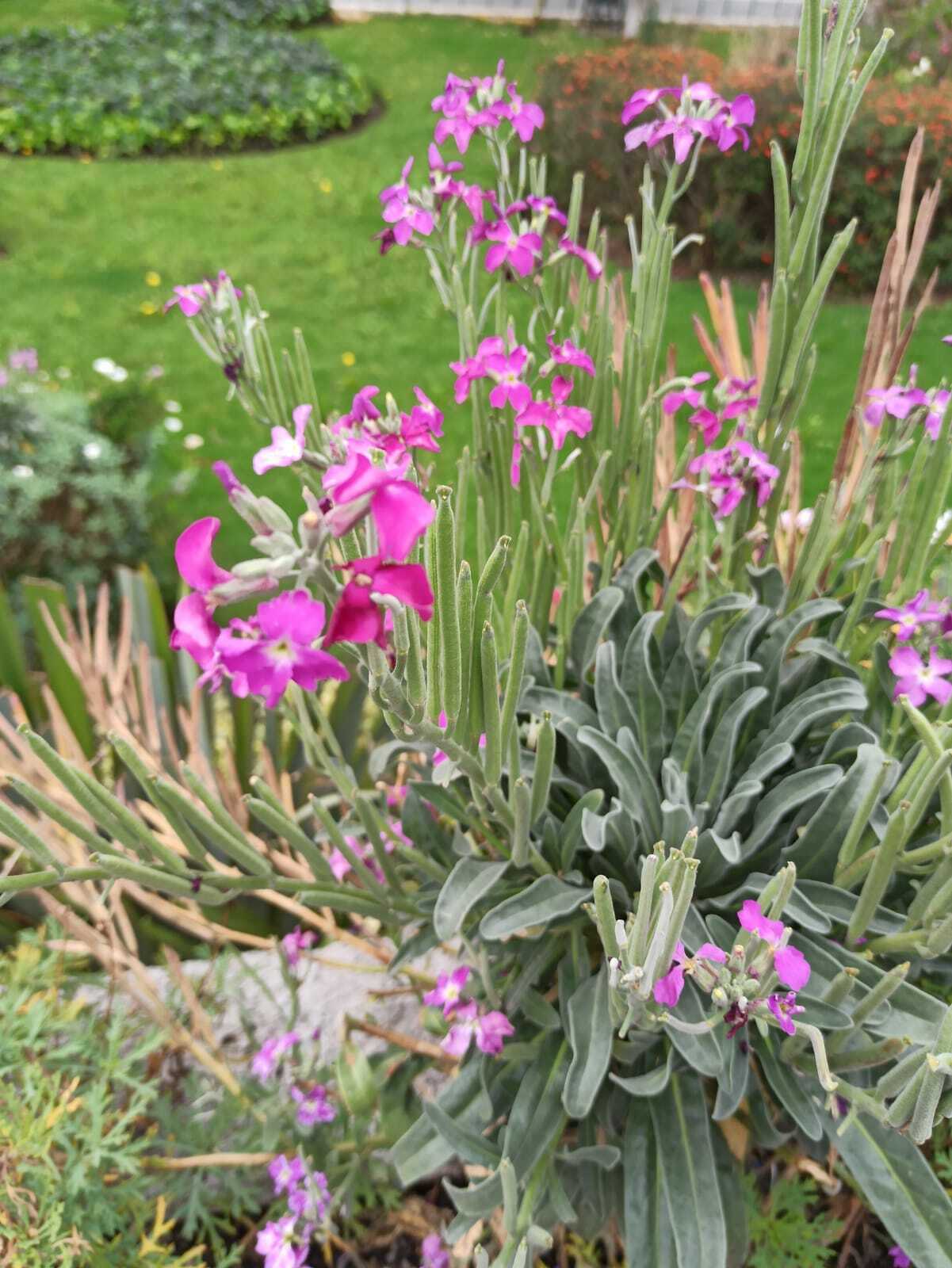 Matthiola W.T.Aiton