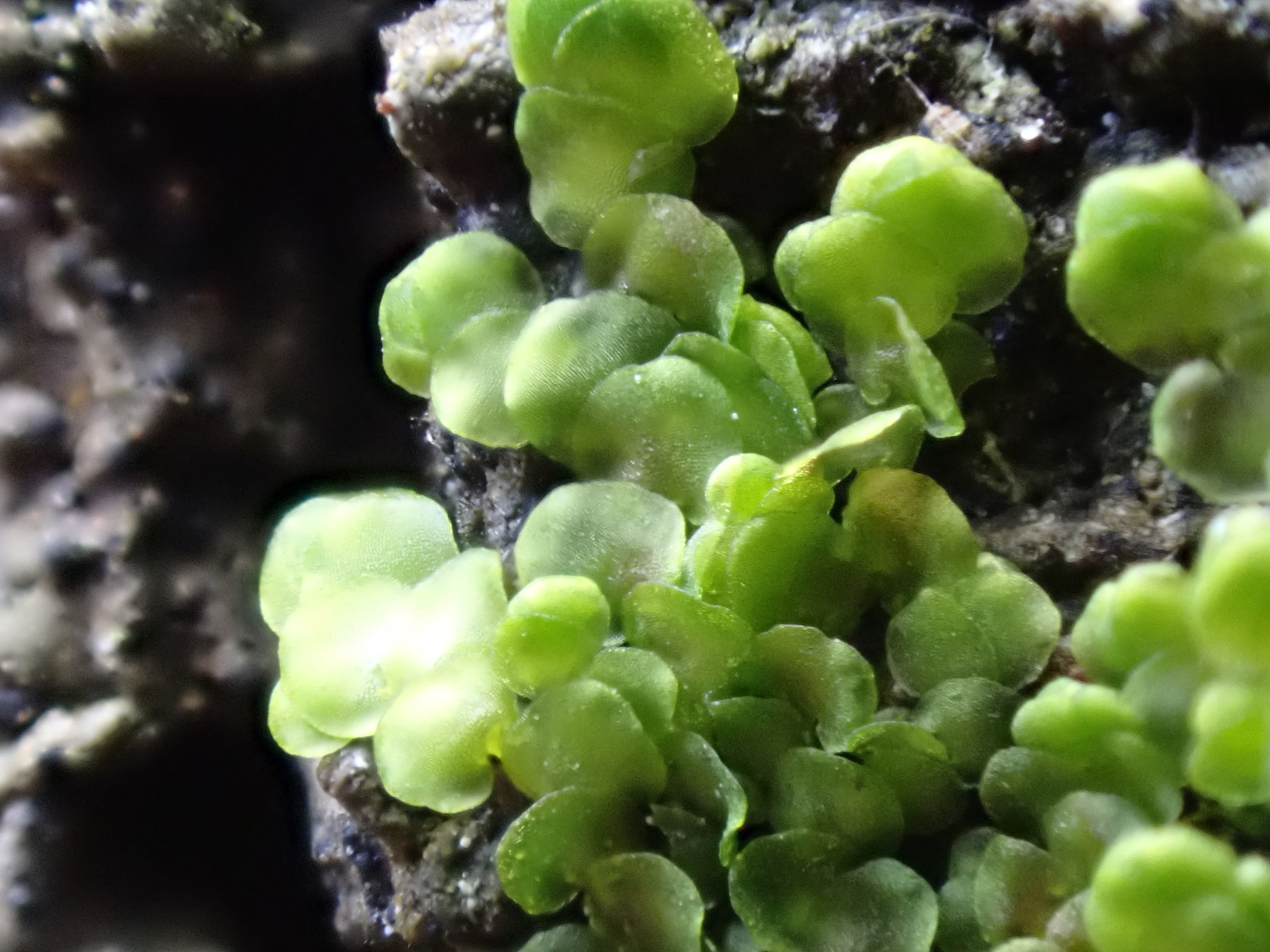 Frullania dilatata (L.) Dumort.