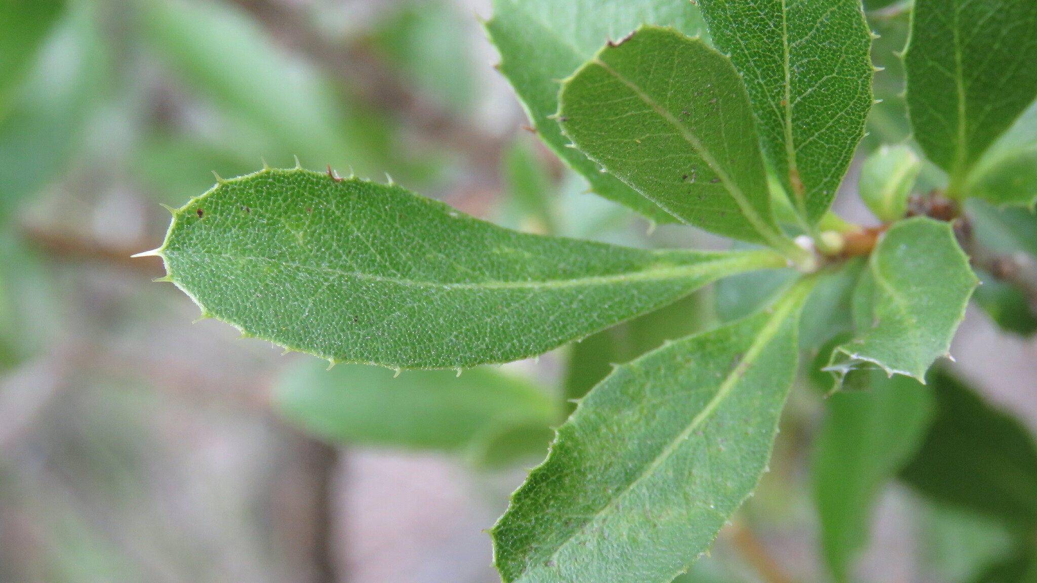 Proustia cuneifolia D.Don