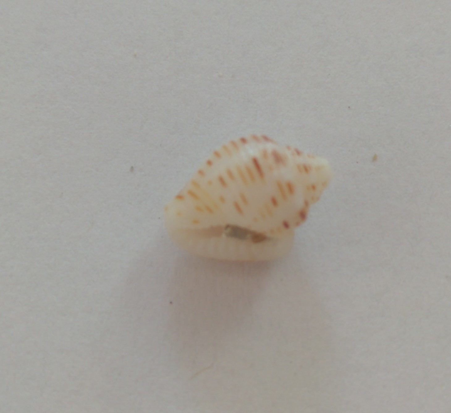 Columbella mercatoria (Linnaeus, 1758)