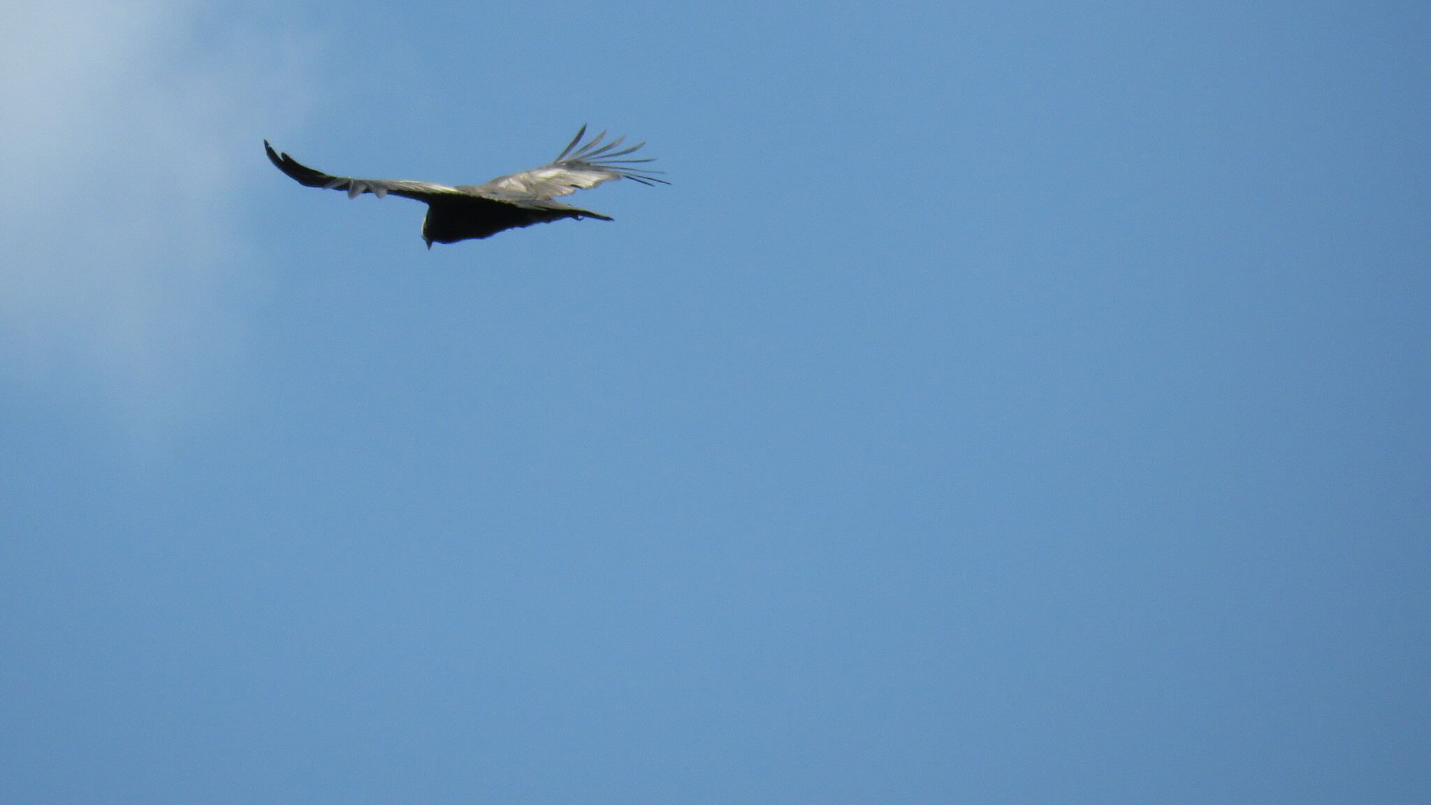 Vultur gryphus Linnaeus, 1758