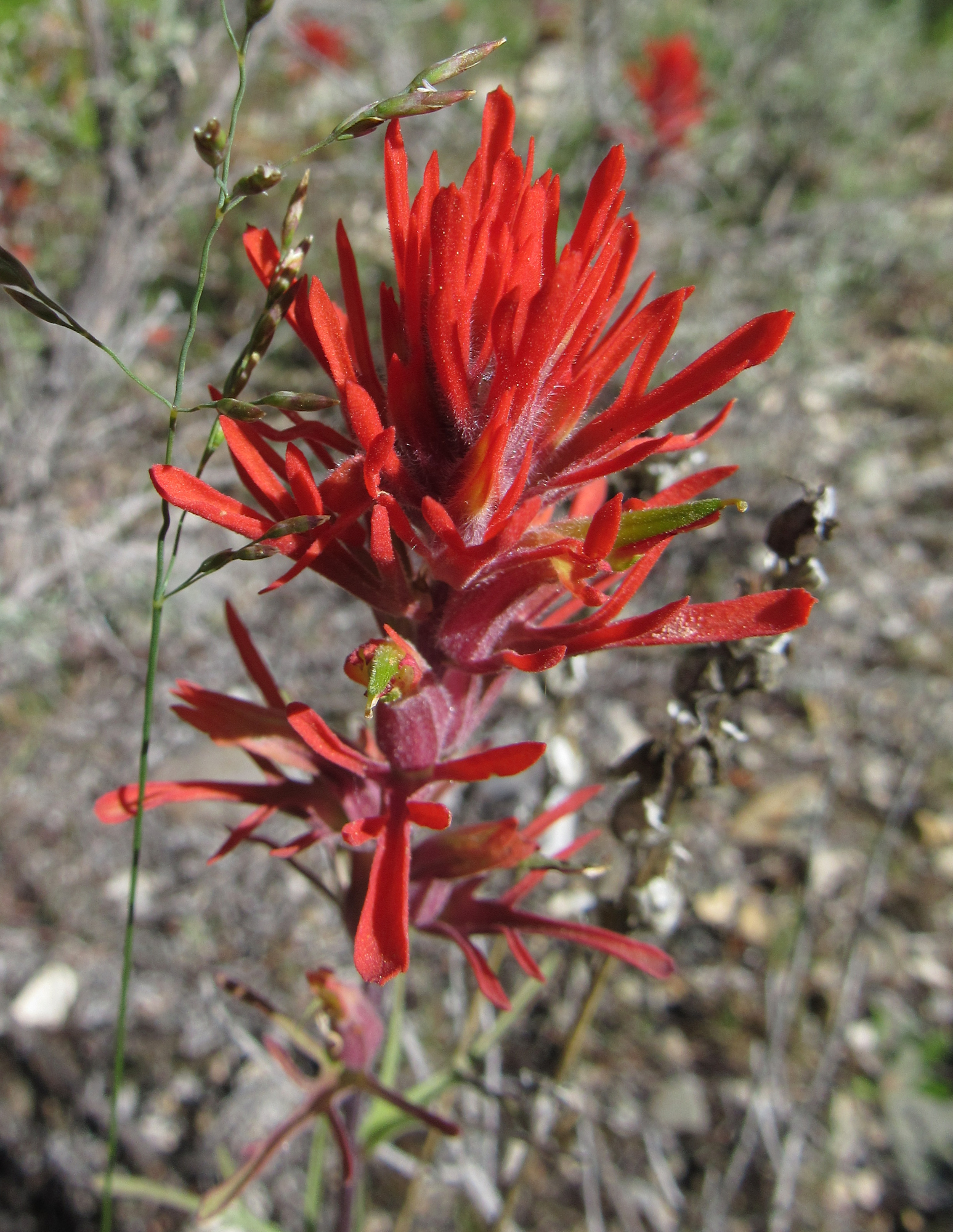Castilleja covilleana Hend.