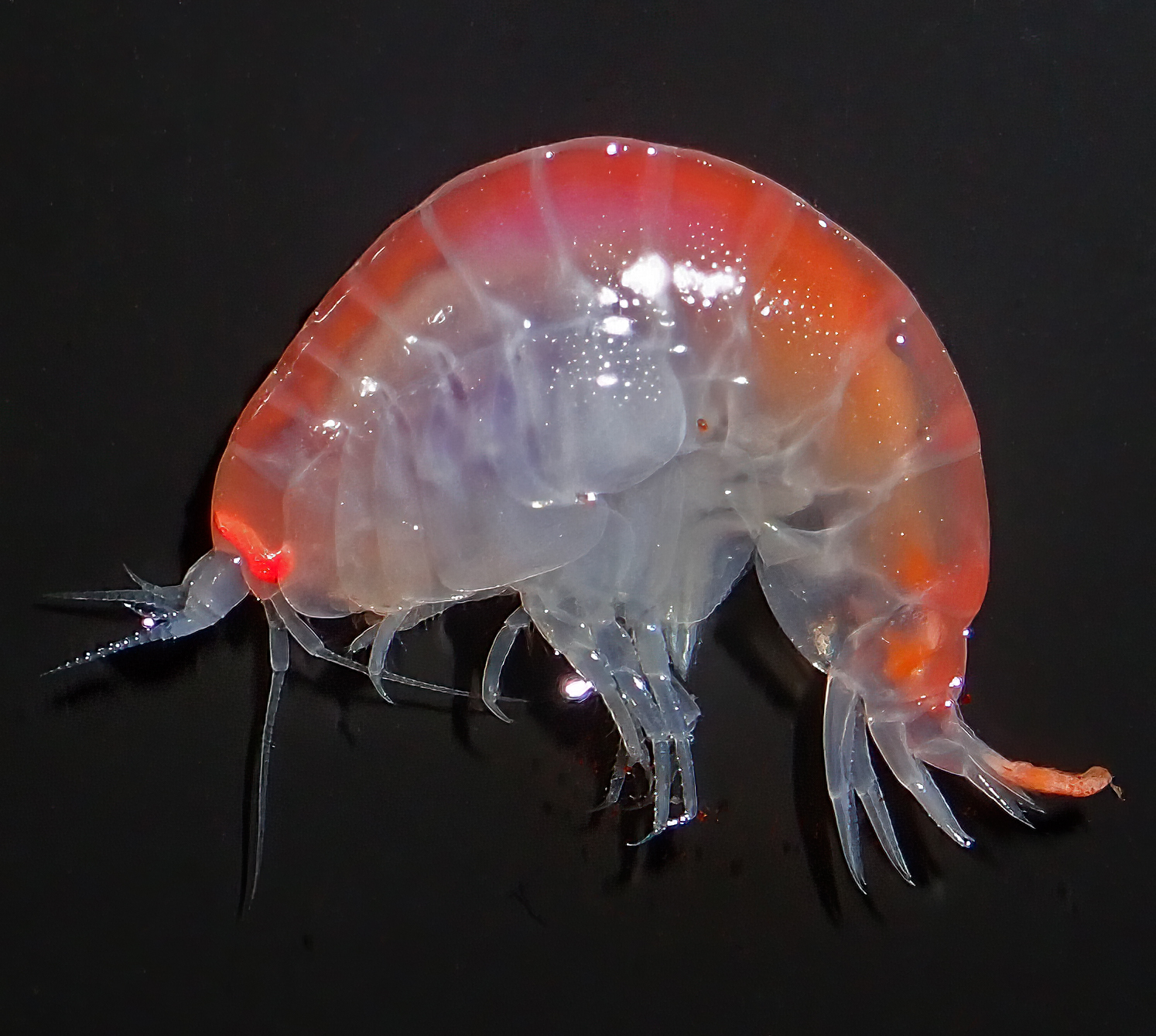 Amphipoda