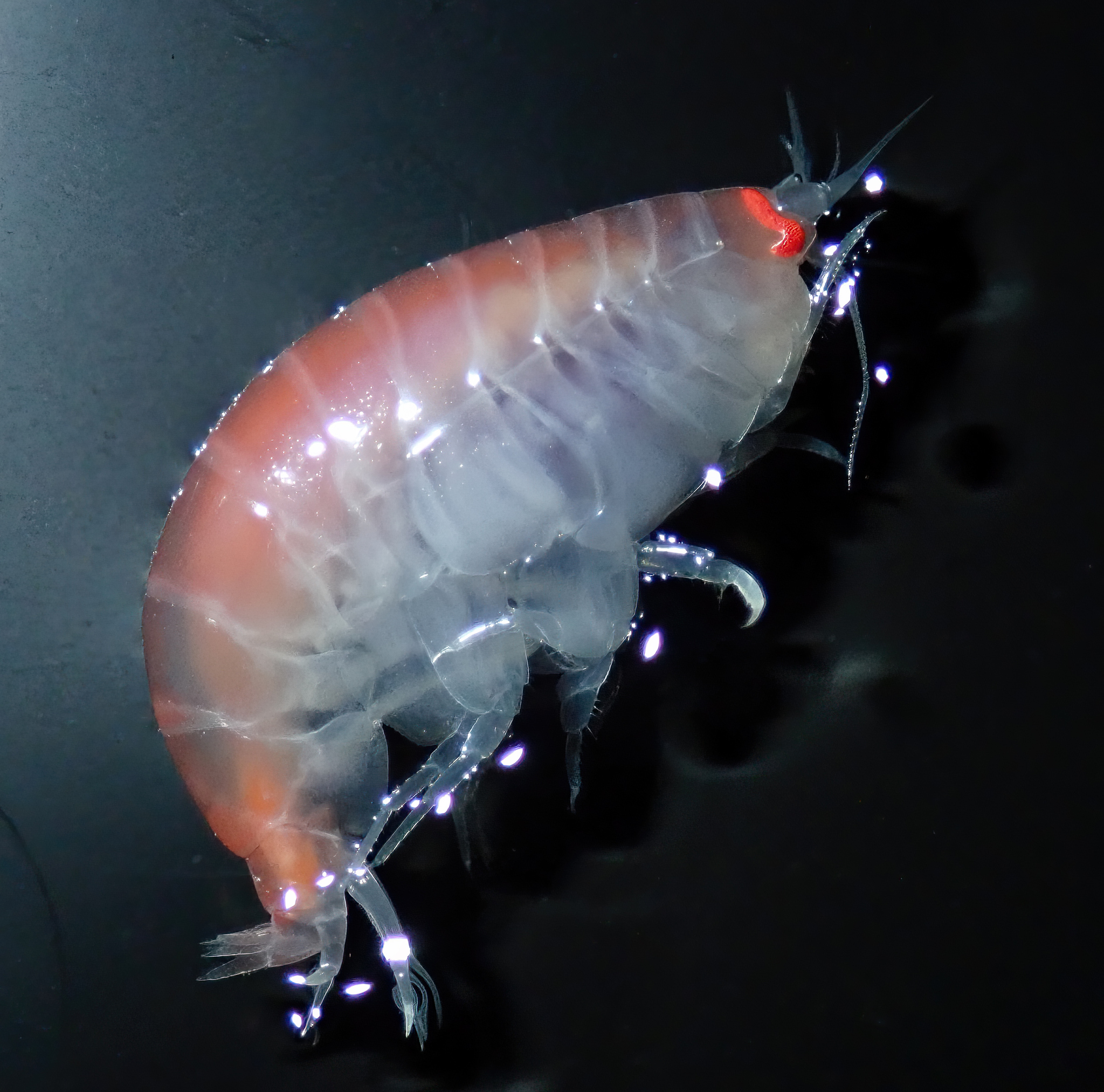 Amphipoda