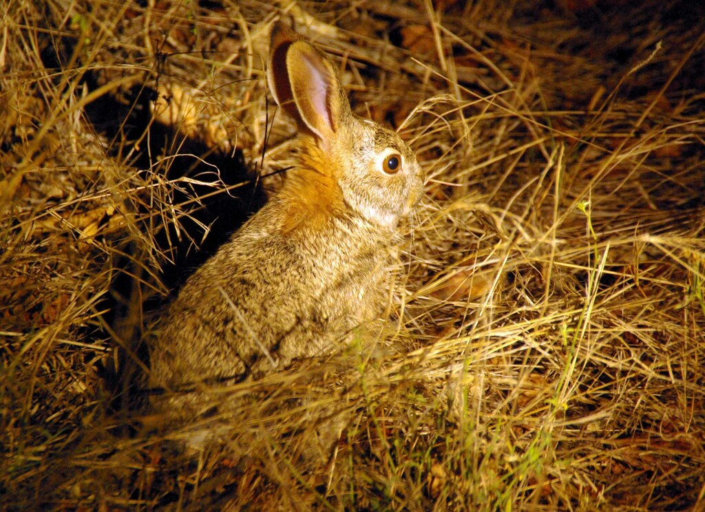 Red Rockhares from Mopani District Municipality, South Africa on July ...