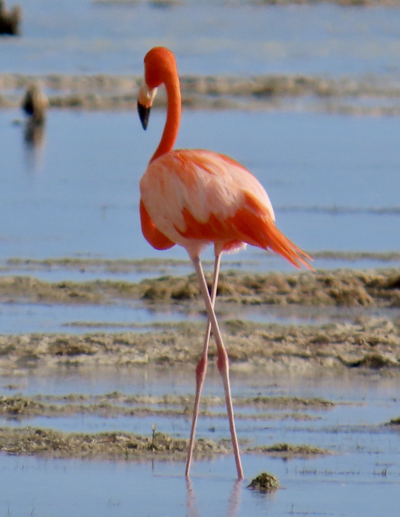 Phoenicopterus ruber Linnaeus, 1758