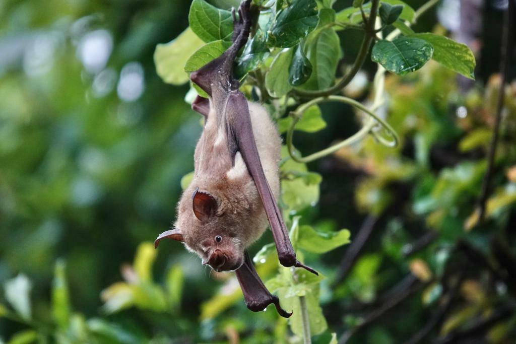 Macronycteris Gray, 1866